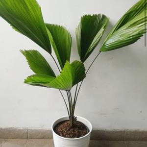 Jual TANAMAN HIAS PALEM KIPAS / FOUNTAIN PALM + POT CANTIK DAN BATU ...