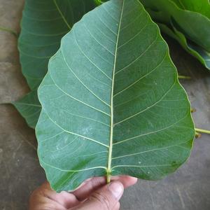Jual daun bodhi segar pestisida - Jakarta Timur - SUMBER TANI KITA ...