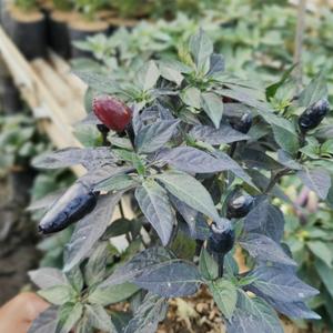 Jual tanaman cabe cabai hitam / black hungarian peppper (buah enlloo ...