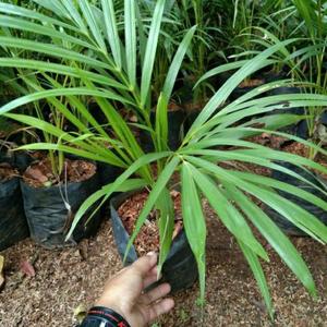 Jual tanaman pohon palm kuning rumpun tanaman hias palem kuni awwscn ...