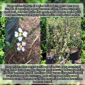 Jual tanaman hias mirten daun hijau duri - kelingkit taiwan - rlgxcv ...