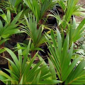 Jual tanaman hias palem botol-bibit tanaman palem botol oumyaz 4713of ...