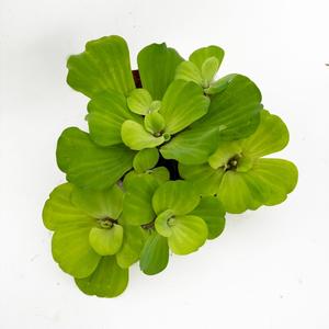 Jual |EXECUTIVE| Pistia stratiotes 'Water Lettuce' / apu - apu ...