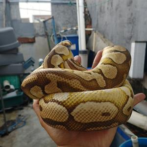 Jual Ball python lesser pastel jumbo - Kota Semarang - ClassicCorner ...