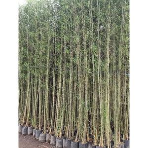 Jual Tanaman bambu cina hijau ukuran 1mtr/2 bibit - Kab. Sleman - Kebun ...