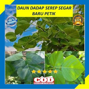 Jual Daun Dadap Serep Segar 250 Gram - Kab. Sleman - Kebun Herbal09 ...