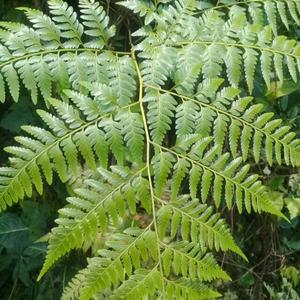 Jual Daun pakis atau tanaman paku 1kg - Kab. Sleman - Kebun Herbal09 ...