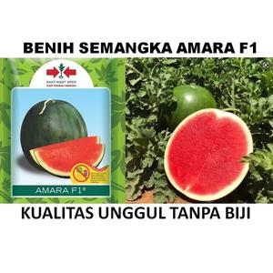 Jual 10 Biji Benih Bibit Semangka Merah Non-Biji AMARA F1 Hibrida cap Panah - Kab. Tangerang ...