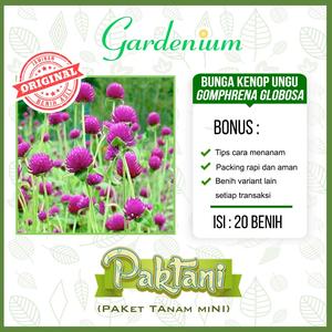 Jual Ditukoni 20 Benih Bunga Kenop Ungu - Gomphrena Globosa Tanaman ...