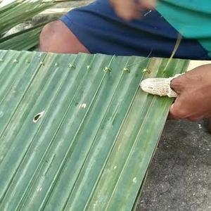 Jual Atap Dahon Rumbia - Atap Dahon Atap Gazebo Natural - Kab ...