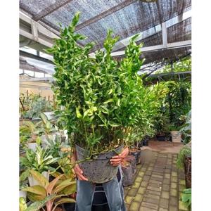 Jual tanaman hias bunga kadaka lidah api / polypodium twister nljxbq ...