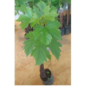 Jual Pohon Tanaman anggur gozv import grafting Super Mutu - Kota ...