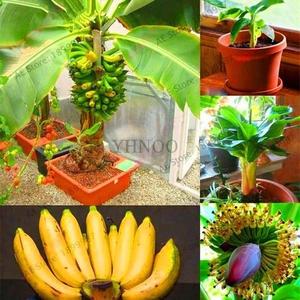 Jual tanaman pisang mini bonsai / pisang bonsai / biji benih bibit ...