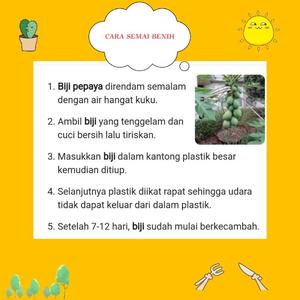 Jual 100 benih biji pepaya merah delima qpqwjx 4483vm - Kab. Tangerang ...