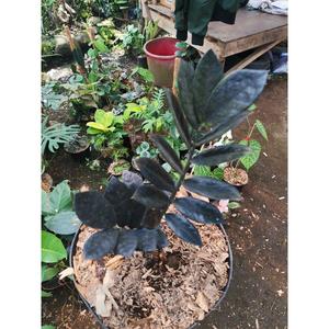 Jual tanaman hias zamia raven black / jamia kulkas hitam / za yqmmbs ...