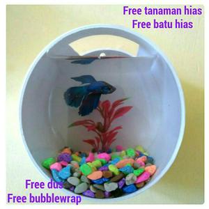 Jual AQUARIUM MINI AQUAPE DINDING PVC AKRILIK IKAN CUPANG MOLLY GUPPY IKAN - Kota Malang ...