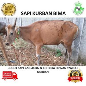 Jual Sapi Kurban Idul Adha/Aqiqah Bima Bobot 220kg - 500KG Free ...