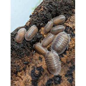 Jual ISOPODS / ISOPODA CUBARIS SP SOIL / TROGLODILLO SOIL - Jakarta ...