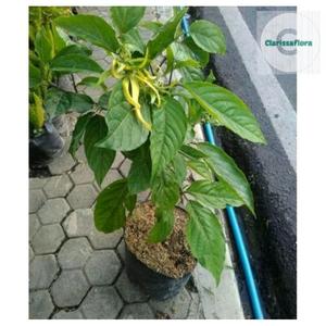 Jual Pohon kenanga dewasa siap berbunga / tanaman bunga kenanga dewasa ...