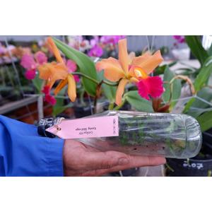 Jual bibit anggrek Dalam Botol - BulanVandaDendrocattleya - anggrek ...