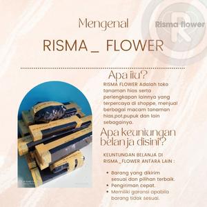 Jual Tanaman pohon cabe gendot / gendol / tanaman pohon cabai gendot ...