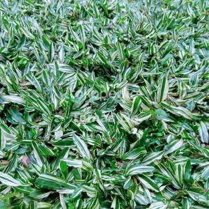 Jual RUMPUT GAJAH MINI VARIGATA 1 KARUNG - Kota Makassar - tigatitisan ...