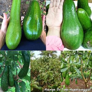 Jual SUPER !! Tanaman Pohon Buah Alpukat Ukuran Satu Meter Lebih Dengan ...