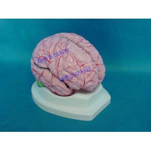 Jual 1:1Brain tissue model with Blood vessel Anatomy of the brain ...