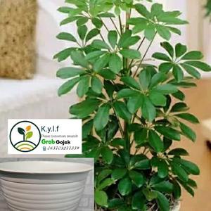 Jual tanaman Walisongo plus pot putih / tanaman hias indoor dan outdor ...