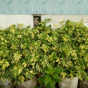 Jual tanaman hias walisongo kuning - Jakarta Timur - ryzencollection003 ...