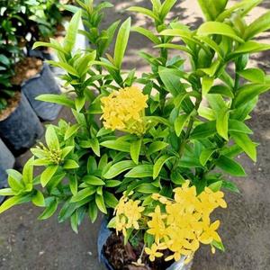 Jual Tanaman Hias Asoka Jepang Bunga Kuning / Tanaman Hias Soka Jepang ...