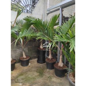 Jual PALEM BOTOL / POHON PALEM BOTOL / PALM TREE - Kota Surabaya ...