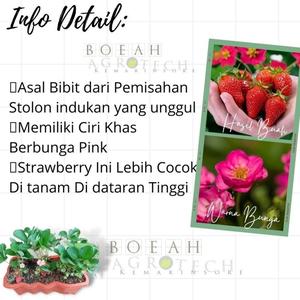 Jual JT-2024 TERBAIK BIBIT TANAMAN BUAH STRAWBERRY MERLAN BERBUAH ...