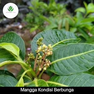 Jual Pohon Mangga Sudah Berbunga,Bibit Tanaman Buah Mangga Siap ...