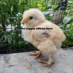 Jual Anakan Ayam Brahma - Pitik Brahma - Ayam Brahma - Ayam Hias ...