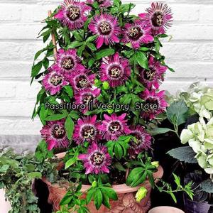 Jual Tanaman Hias Rambat Pohon purple Passiflora Rimbun tinggi 1 Meter ...