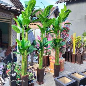 Jual POHON PISANG DENGAN POT JUMBO TINGGI 2 METER //. BUNGA HIAS PISANG ...