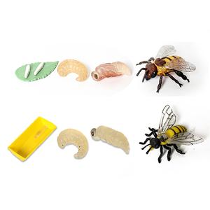 Jual TB Simulation Insect Bee Life Cycle Toy 4 Piece Set Shows The Life ...