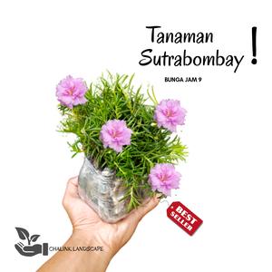 Jual Tanaman Bunga Sutrabombay Pink / Yanaman SBY Pink / Tanaman Bunga ...