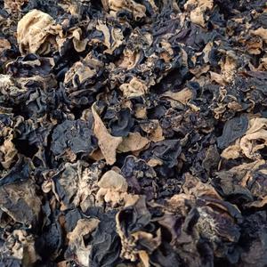 Jual Jamur kuping hitam Bokji hitam jamur lember kering 1kg Limited ...