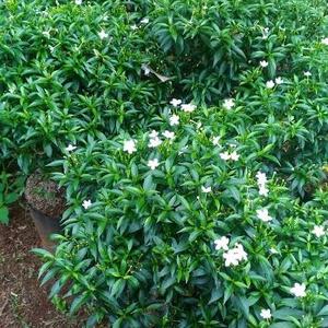 Jual Tanaman proyek pohon bunga sabrina/melati rombusa putih 50 pohon ...