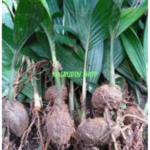 Jual BIBIT PINANG 1KG CABUTAN ISI BANYAK | BIBIT BUAH PINANG SUPER SIAP ...