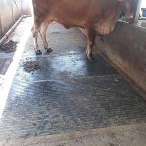 Jual BEST KARPET ALAS KANDANG SAPI, Kambing, Kuda 110 CM X 200 CM TEBAL ...