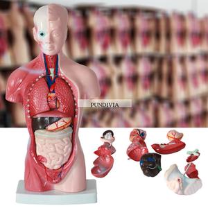 Jual 15Pcs/Set Internal Organs Model Educational Anatomical Teaching ...