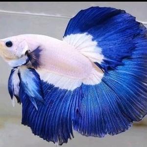 Jual Ikan Hias Cupang Halfmoon Blue Rim Ikan Air Tawar Aquarium Aquape - Jakarta Barat - king ...