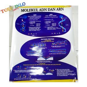 Jual CARTA MOLEKUL DNA DAN RNA/ POSTER MOLEKUL DNA DAN RNA / GAMBAR ...