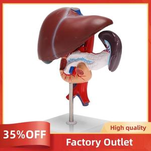 Jual Human Liver Pancreas Duodenum Anatomical Anatomy Model Model Life ...