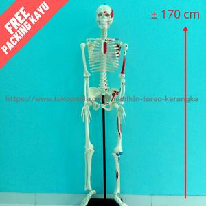 Jual Kerangka Manusia|Phantom Manekin Alat Peraga Pendidikan - Jakarta ...
