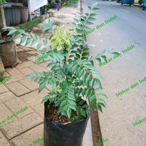 Jual Bibit Pohon Daun Kari, Salam Koja/ Tanaman Salam Koja, Daun Kare ...