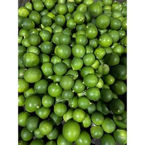 Jual YG4 Jeruk Nipis 1 kg yang banyak air dan segar - Kota Surabaya ...